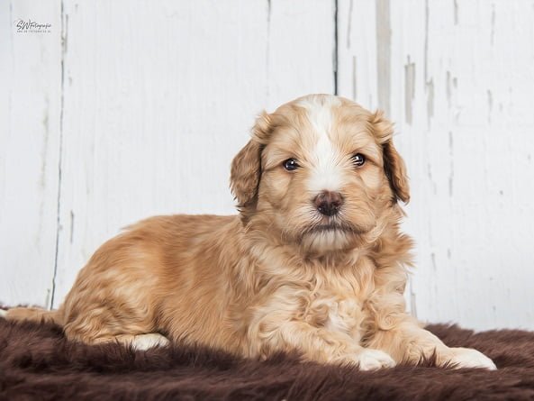 Alec - Bakker Australian Labra Doodle