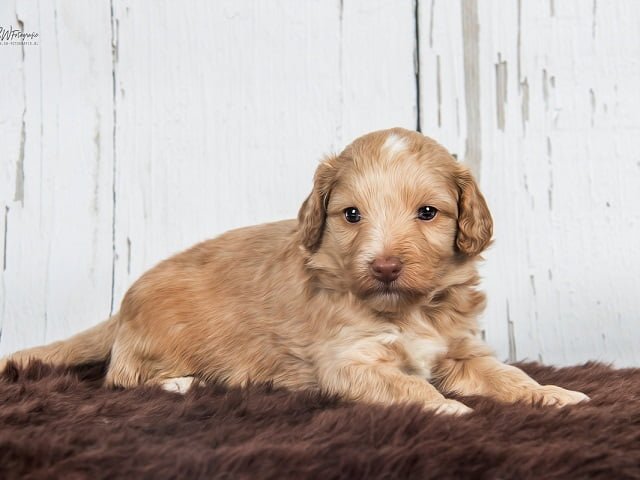 Anthony - Bakker Australian Labra Doodle