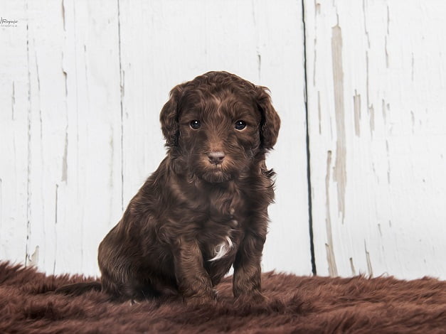 Arthur - Bakker Australian Labra Doodle