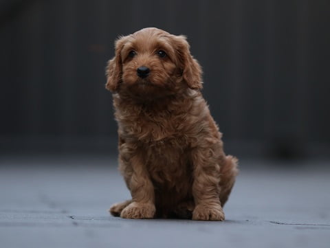 Bobby - Bakker Australian Labra Doodle