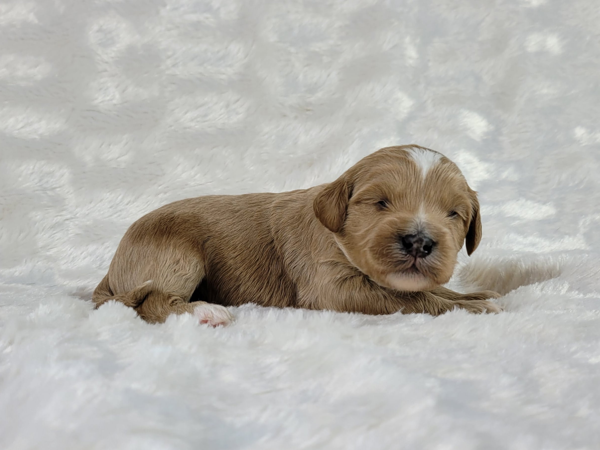Puppies 2 weken. - Bakker Australian Labra Doodle