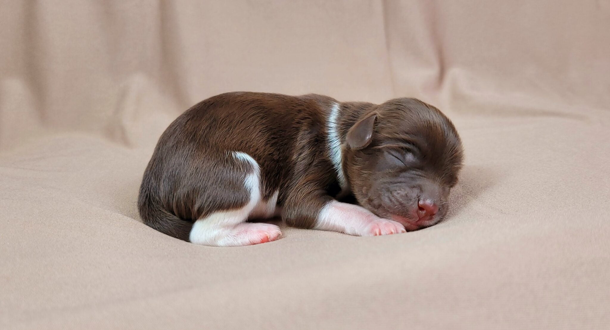 "ALB" | Bakker James - Bakker Australian Labra Doodle