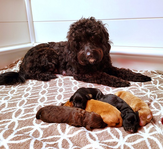 Proud Mommy - Bakker Australian Labra Doodle
