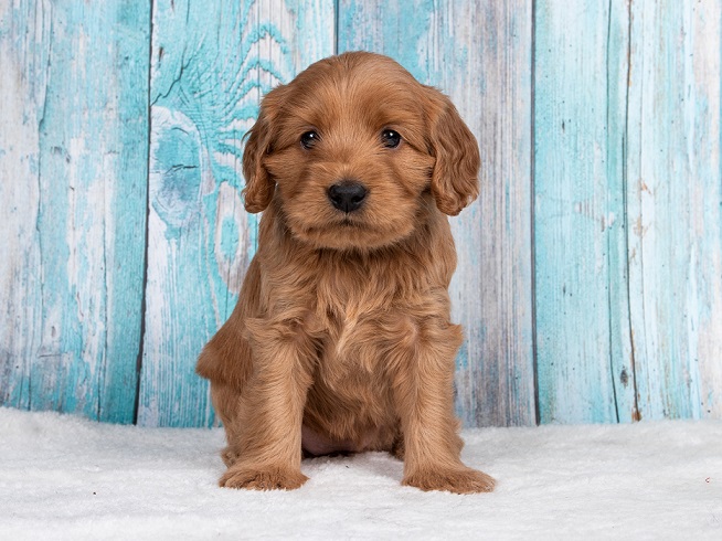 Cady - Bakker Australian Labra Doodle