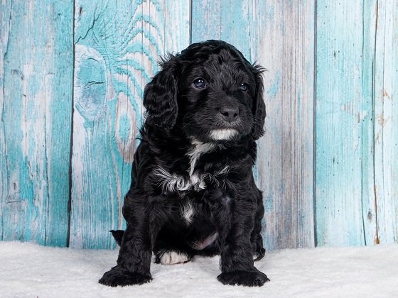 Carl - Bakker Australian Labra Doodle