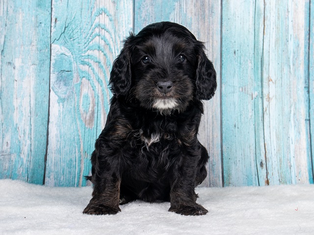 Charles - Bakker Australian Labra Doodle