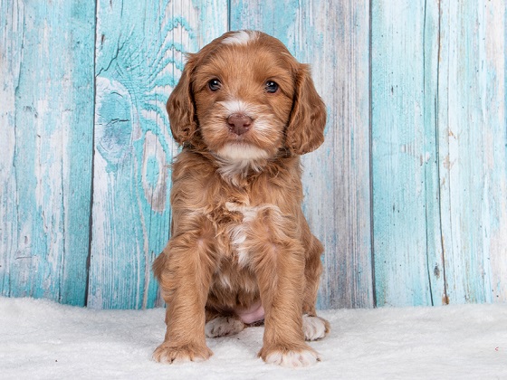 Chloe - Bakker Australian Labra Doodle