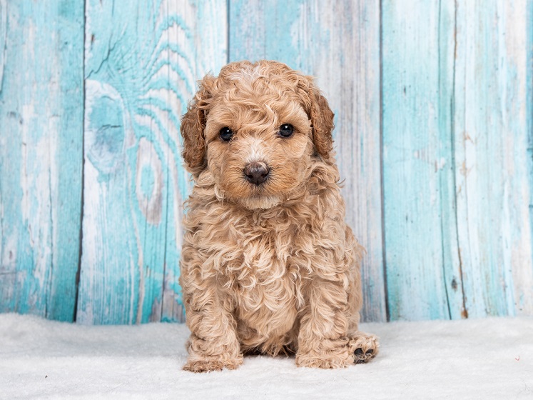 Don - Bakker Australian Labra Doodle