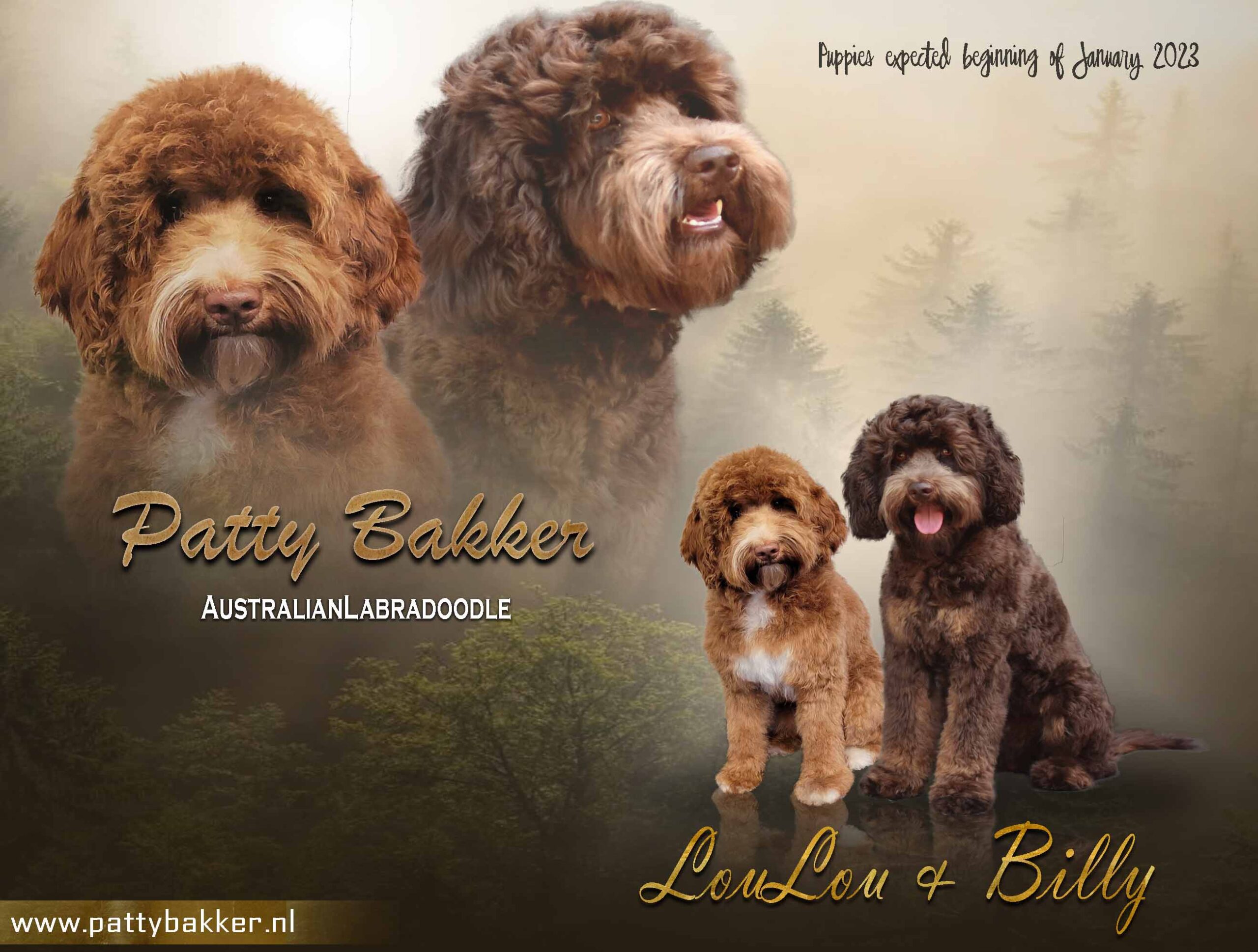 Date time - Bakker Australian Labra Doodle