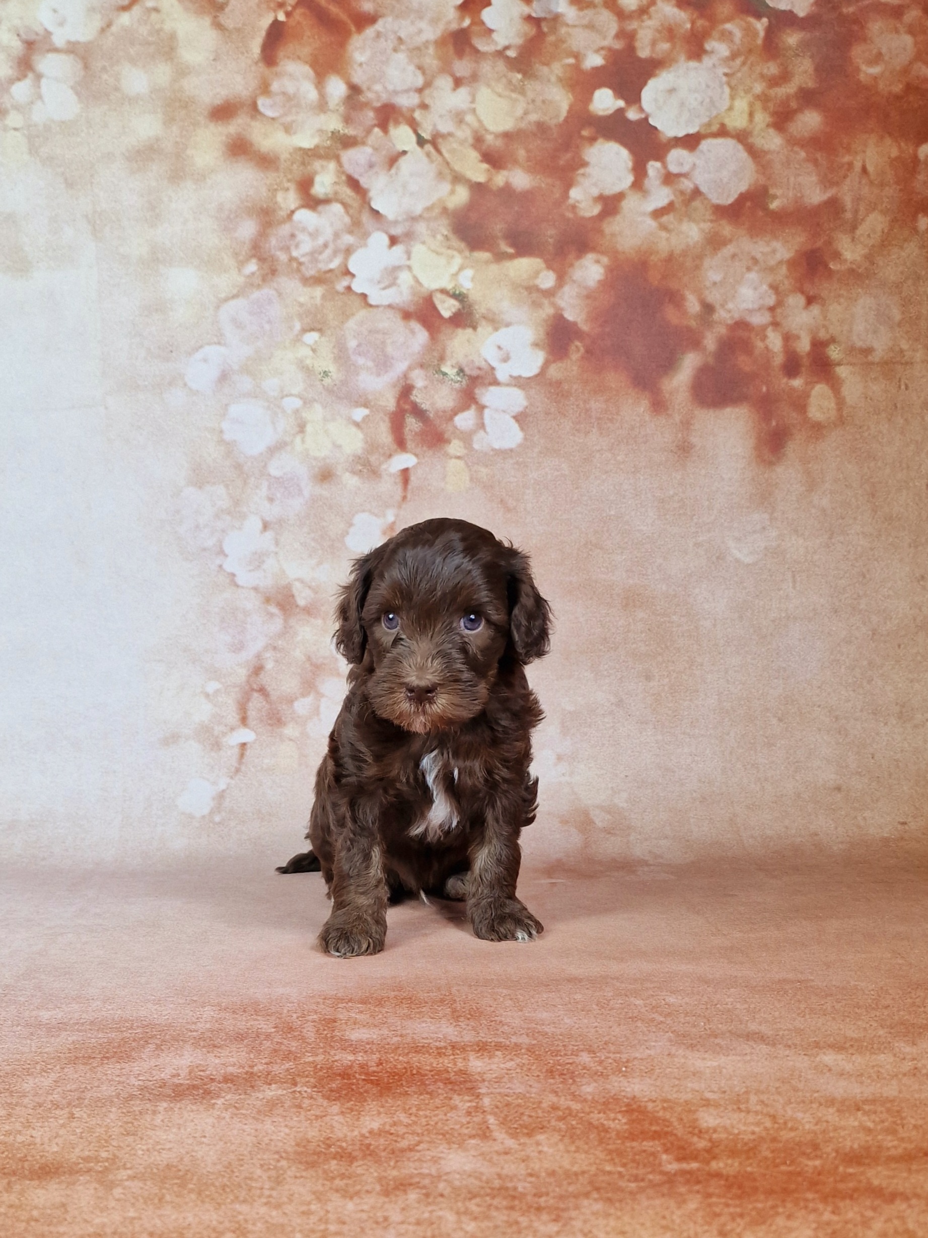 Eddy - Bakker Australian Labra Doodle