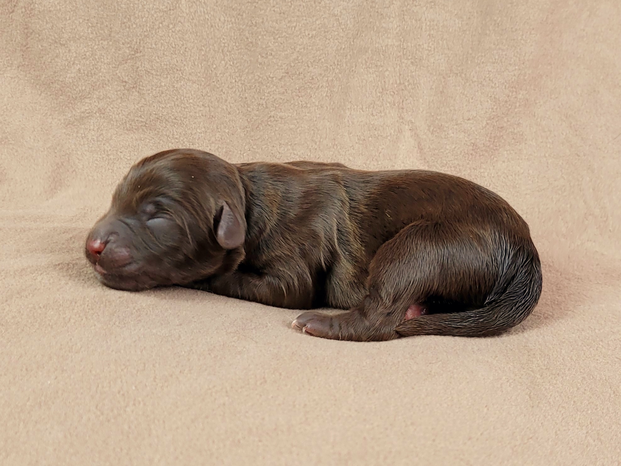 Emma - Bakker Australian Labra Doodle