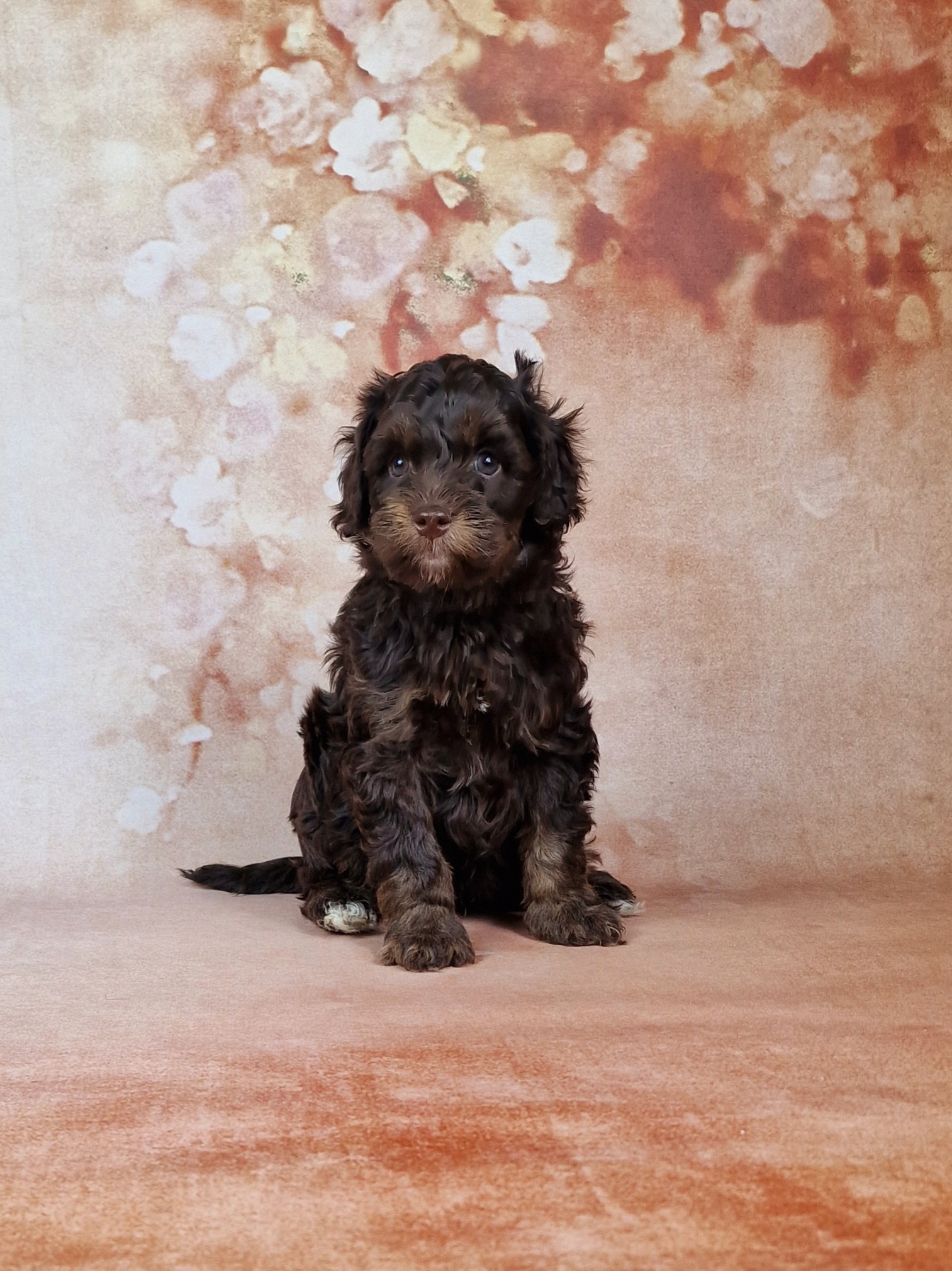 Ethan - Bakker Australian Labra Doodle