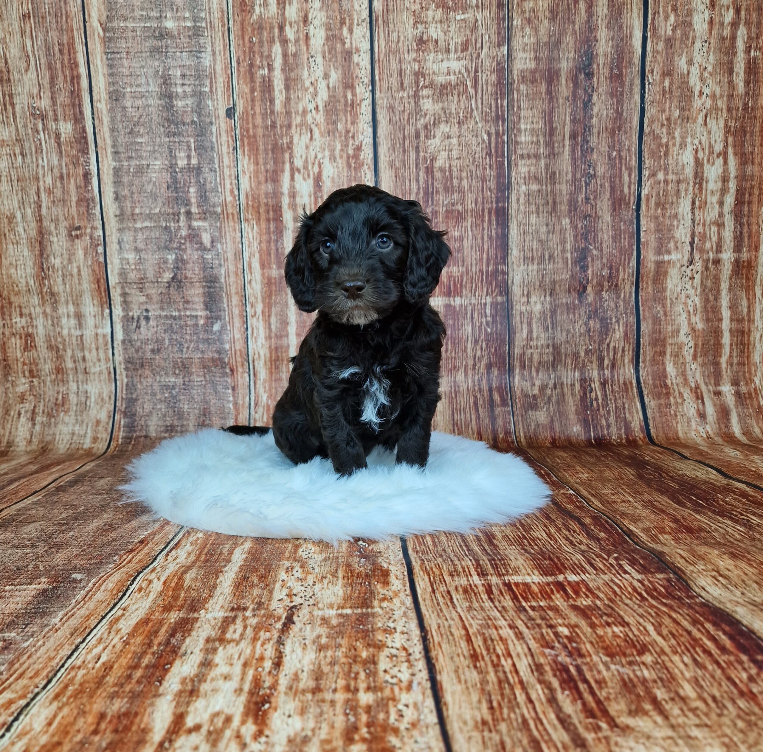 Ferry - Bakker Australian Labra Doodle