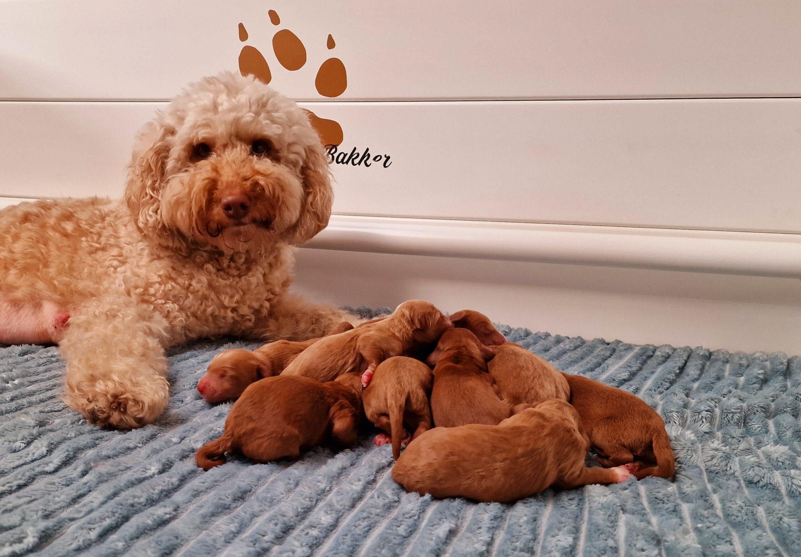 In Lovee - Bakker Australian Labra Doodle