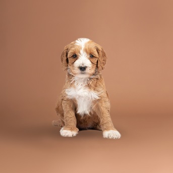 Patty Bakker Hailey - Bakker Australian Labra Doodle