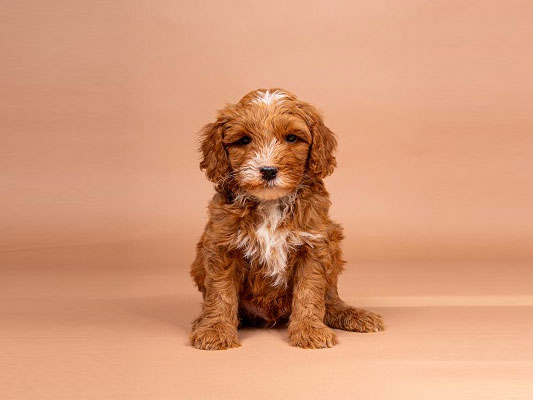 Lars - Bakker Australian Labra Doodle