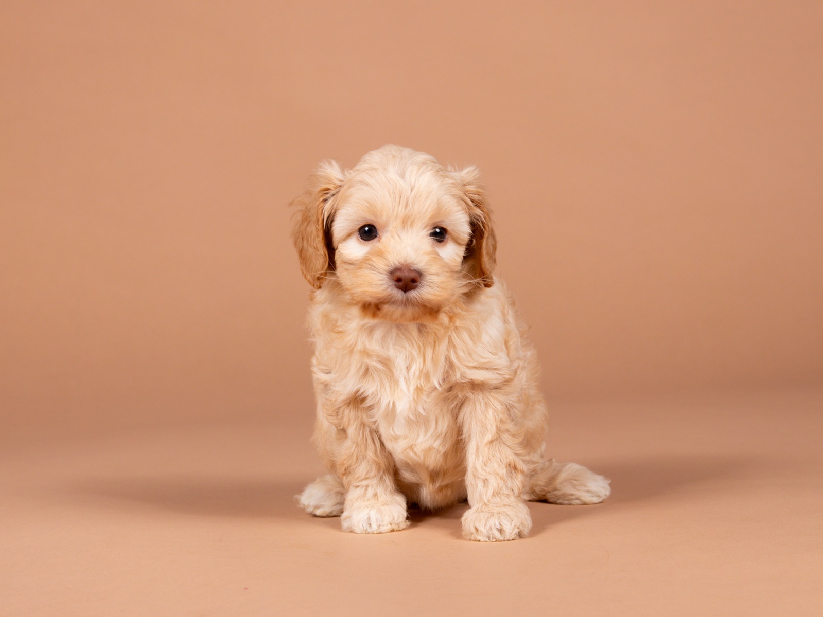 Pip - Bakker Australian Labra Doodle