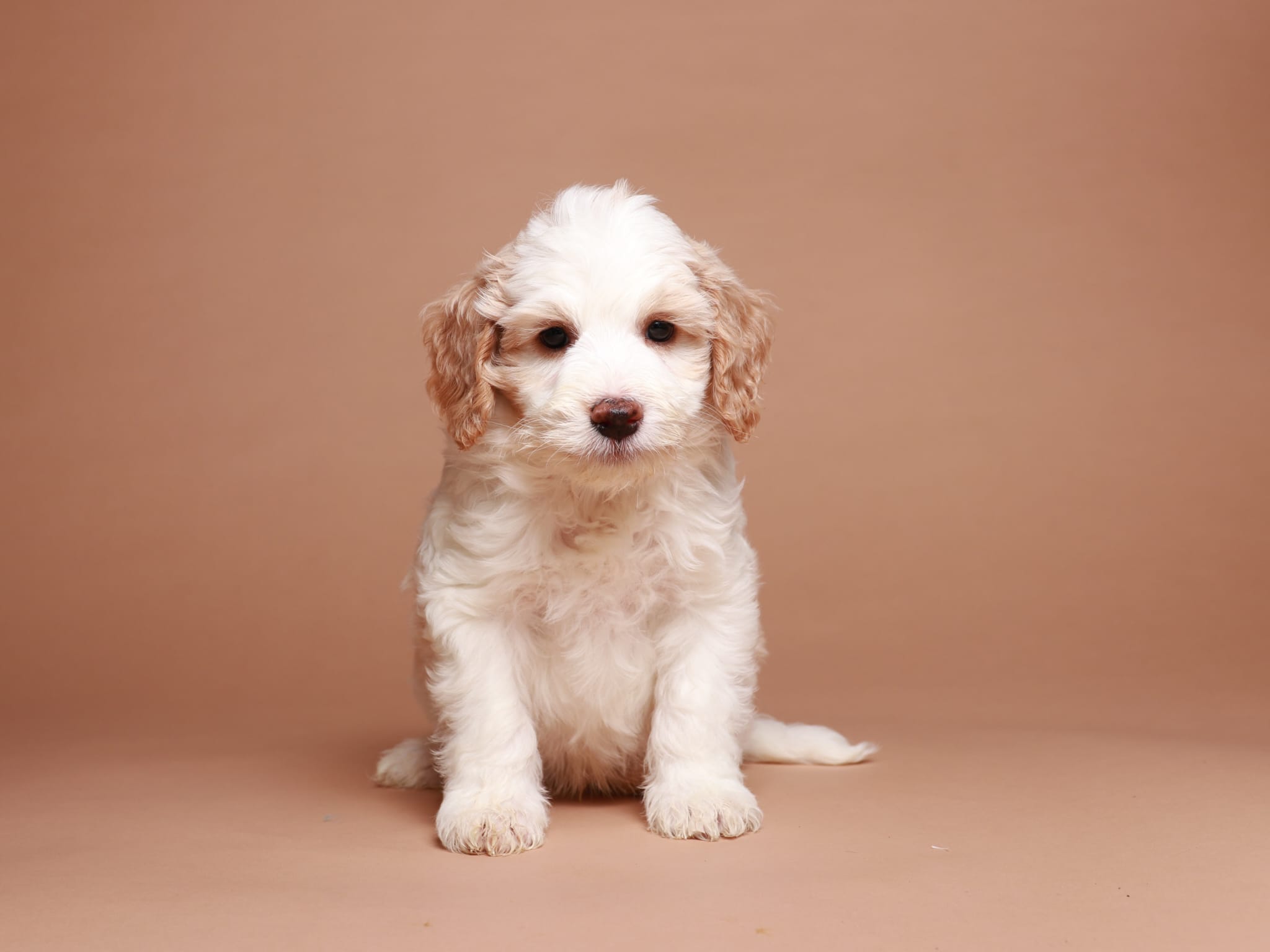 Ryder - Bakker Australian Labra Doodle