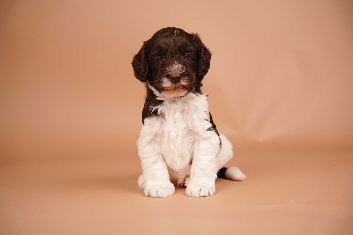 Udo - Bakker Australian Labra Doodle