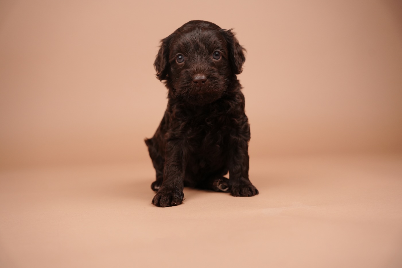 Victor - Bakker Australian Labra Doodle