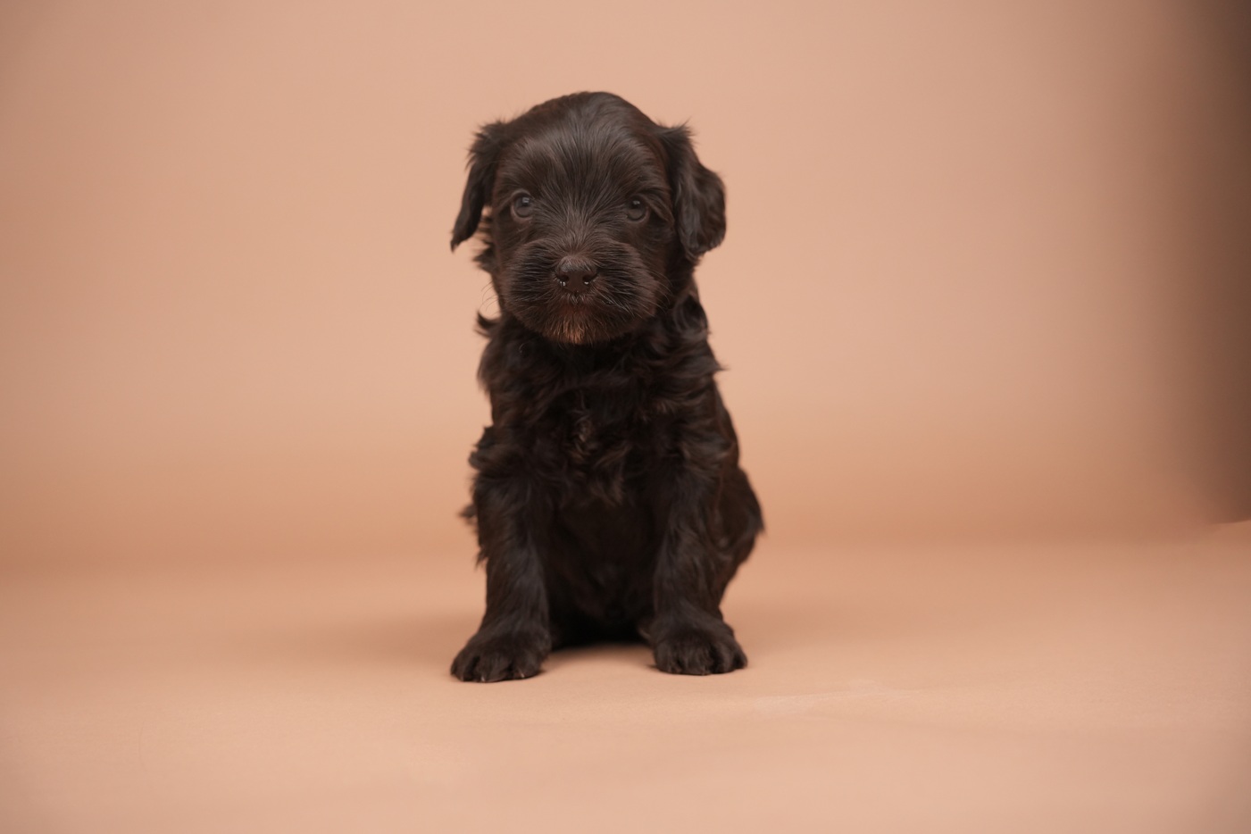 Vigo - Bakker Australian Labra Doodle